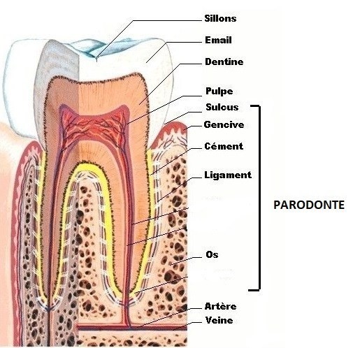Parodontologie - Dentiste Aubagne | Cabinet dentaire Dentéclat